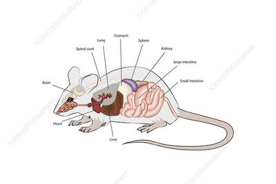 Mouse Spleen Anatomy
