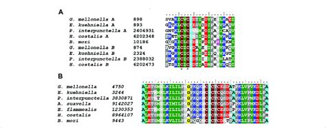A Multiple Sequence Alignment Of Ser C Terminal Sequences Containing Download Scientific