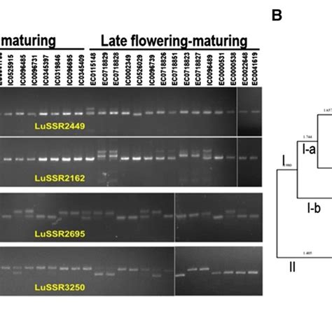 model based clustering of 34 linseed accessions based on ssr data in
