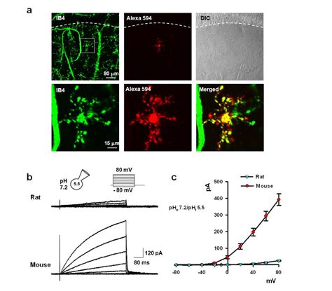 Figure S2 Voltage Gated Proton Currents From Mouse And Rat Microglia