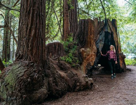 15 Amazing Redwood Hikes Near Santa Cruz California Wanderland