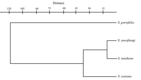 Upgma Unweighted Pair Group Method With Arithmetic Mean Cluster