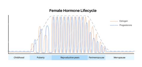 Premium Vector Female Hormones Lifestyle Graph Estrogen End Progesterone Diagram In The Woman