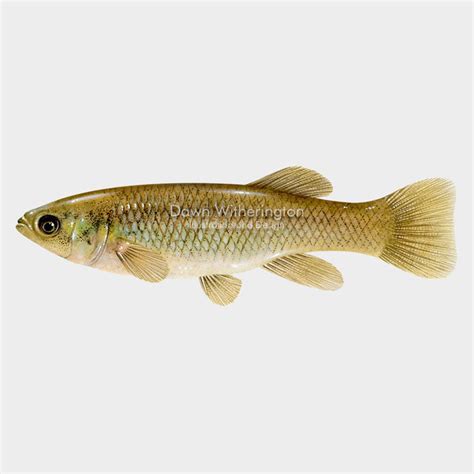 Mummichog