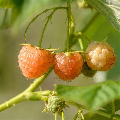 Raspberry Orange Everbearing Buy Raspberry Orange Everbearing Rubus Idaeus Valentina