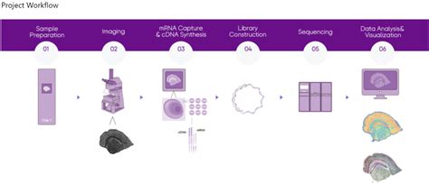 Spatial Transcriptome Stereo Seq Geneethic