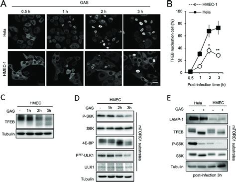 Gas Infection Suppressed Mtorc1 Activity And Induced Tfeb Nuclear Download Scientific Diagram