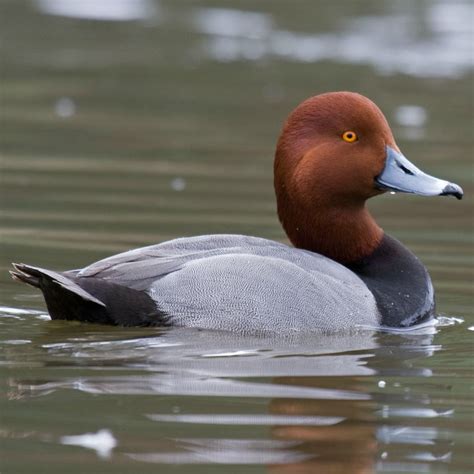 Redhead Duck Juvenile Pair