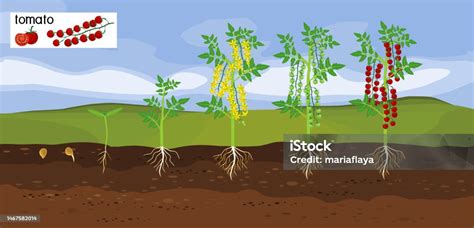 토마토 식물의 수명주기가있는 풍경 파종에서 개화 및 결실 식물까지 성장 단계 잘 익은 붉은 체리 토마토와 뿌리 시스템이 지하에
