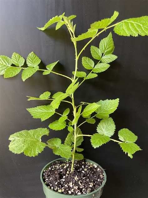 Raspberry Mysore Rubus Niveus 4 Raspberry Mysore Rubus Niveus 4