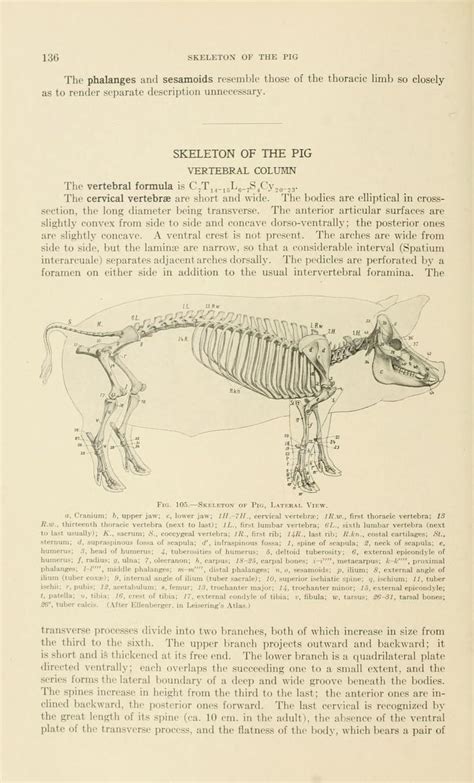 A textbook of veterinary anatomy, - Biodiversity Heritage Library ...