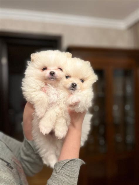 პომერანული შპიცი