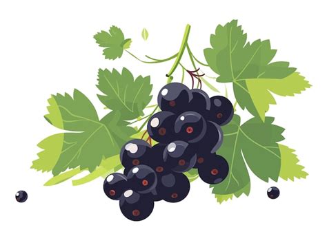 Cassis Vectors And Illustrations For Free Download Freepik