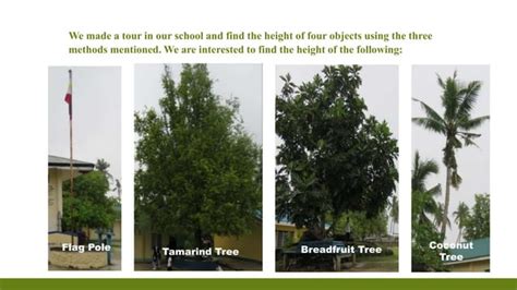 Measuring Tall Objects Using Clinometer Shadow And Mirror Method Pptx
