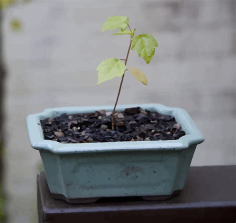 Propagating Bonsai From Seed Infolific
