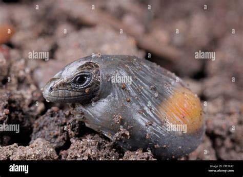 Common Viviparous Lizard Close Up Of Juvenile Hatching From