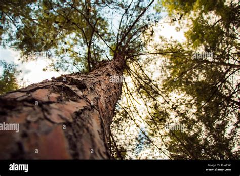 Tree From Below Hi Res Stock Photography And Images Alamy