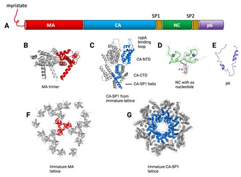 Gag Polyprotein With Cleavage Products A Schematic Diagram Showing Download Scientific