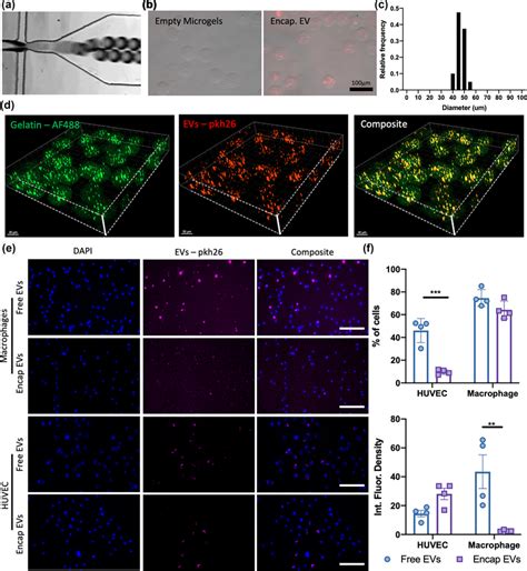 Microencapsulation Of Msc‐evs Within Nanoporous Hydrogels A