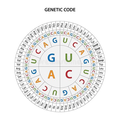 The Genetic Code Chart The Genetic Code Is The Set Of Instructions In