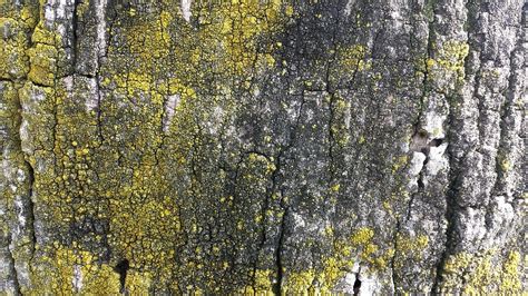 Tree Fungus Nature Free Photo On Pixabay Pixabay