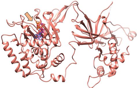 Re Docking Study Of Mcm7 With A Ags B Superimpose Structures Of
