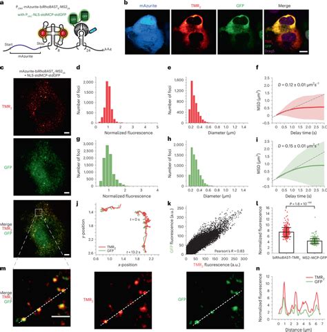 single molecule mrna tracking by birhobast tmr2 in live cells a
