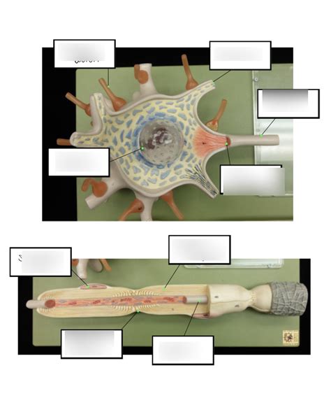 Axon Diagram Quizlet