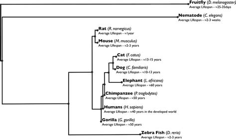 Phylogenetic Tree Constructed Using The Fast Minimal Evolution Tree Download Scientific Diagram