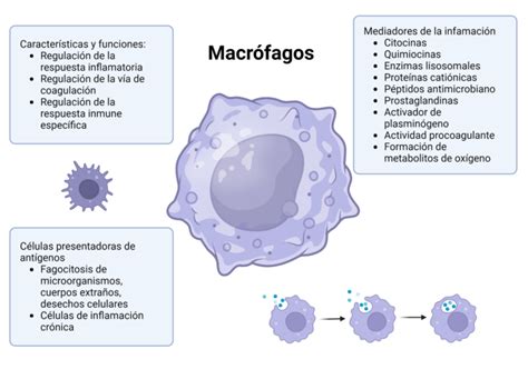 Proceso Inflamatorio Patologia General