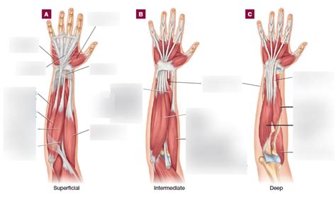 Ch 3 Bio 201 Lab Diagram Quizlet