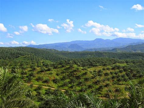 Biodiversity Science Selective Logging