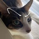 Cat Eyebrow Raise Discord Emoji