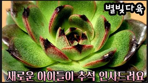 다육명품다육레드다이아몬드머큐리 2천원다육아모르파티레드킹덤재입고succulent Plant肉质植物별빛다육반려