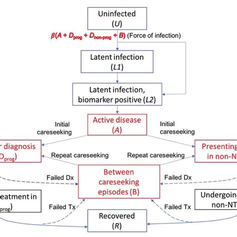 Illustration Of The Basic Model Structure Replicated By Hiv Drug Download Scientific Diagram