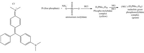 Video Malachite Green Assay For The Discovery Of Heat Shock Protein 90