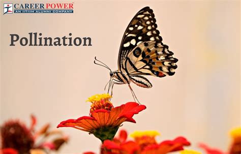 Pollination Introduction Process And Types Of Pollination