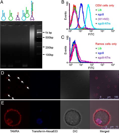 Figure 2 From Self Assembled Aptamer Tethered Dna Nanotrains For Targeted Transport Of