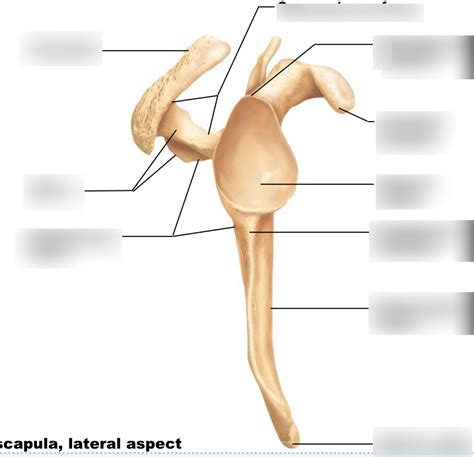 Supraglenoid Tubercle Of Scapula