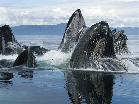 Humpback Whale Group Bubble Net Feeding; is one of the few surface feeding behaviors that ...