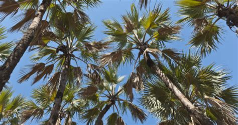 Lala Palm Trees South Africa