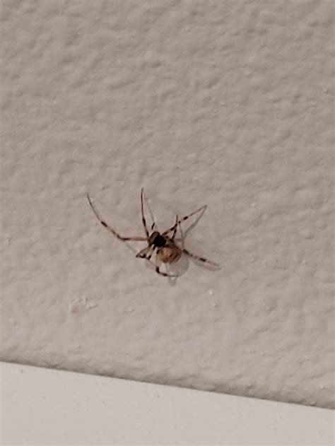 Spider Healing Rspiders