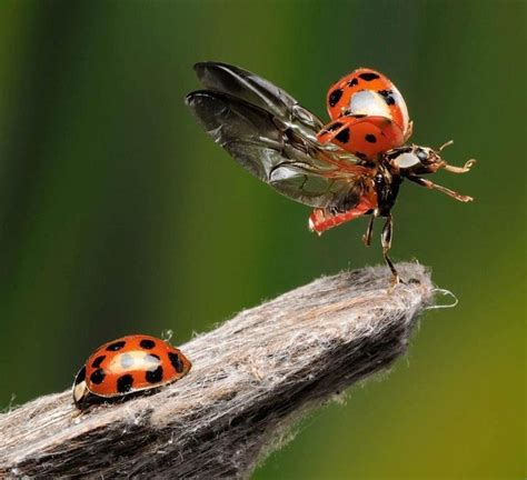 Lady Bug Flying