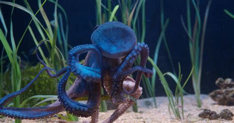 Octopus Movement