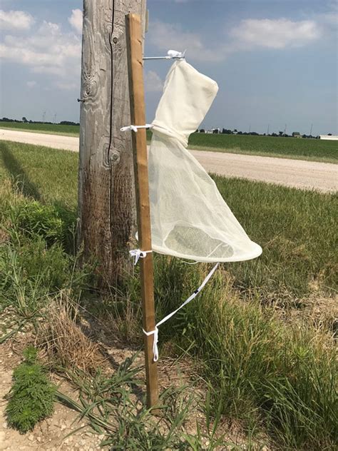 Targeted Scouting Efforts For European Corn Borer Ongreenhousevegetables