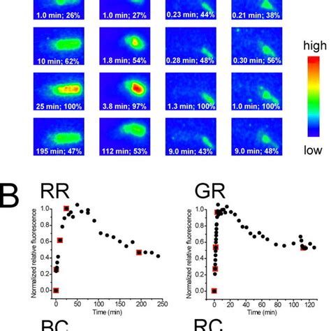 Bright Field And Pseudo Color Fluorescence Images Before And After