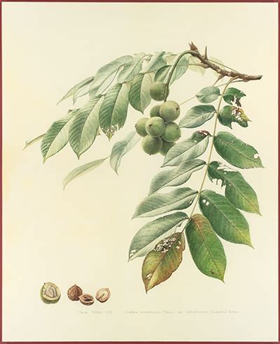15th International Exhibition Of Botanical Art And Illustration Hunt