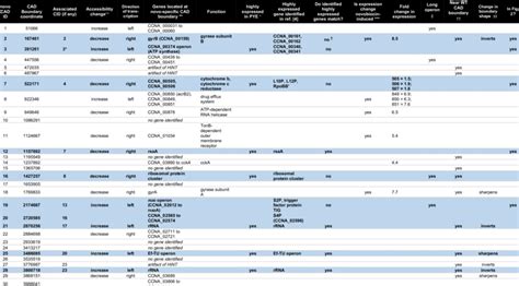Cad Boundaries Under Novobiocin Treatment Download Scientific Diagram