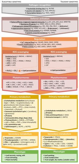 Crops Free Full Text Mitigation Of Emergent Bacterial Pathogens Using Pseudomonas Syringae