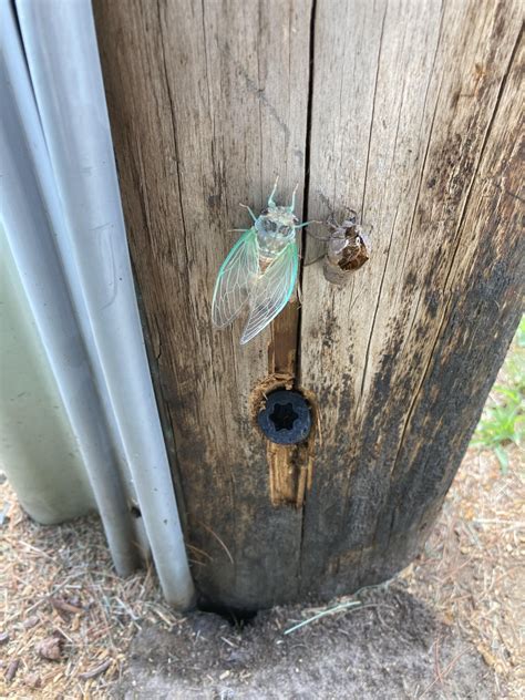 Fresh Adult Recuperating After It Shed Its Shell Rentomology